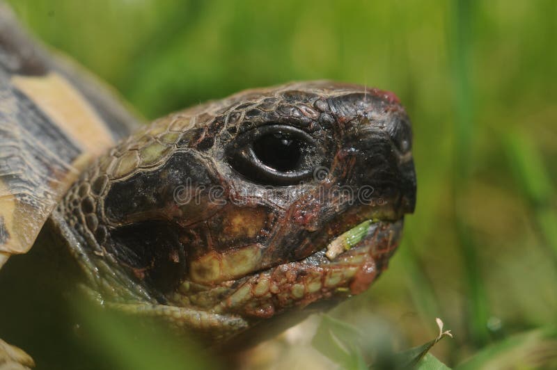 Turtle eating grass stock image. Image of slow, land - 20710317