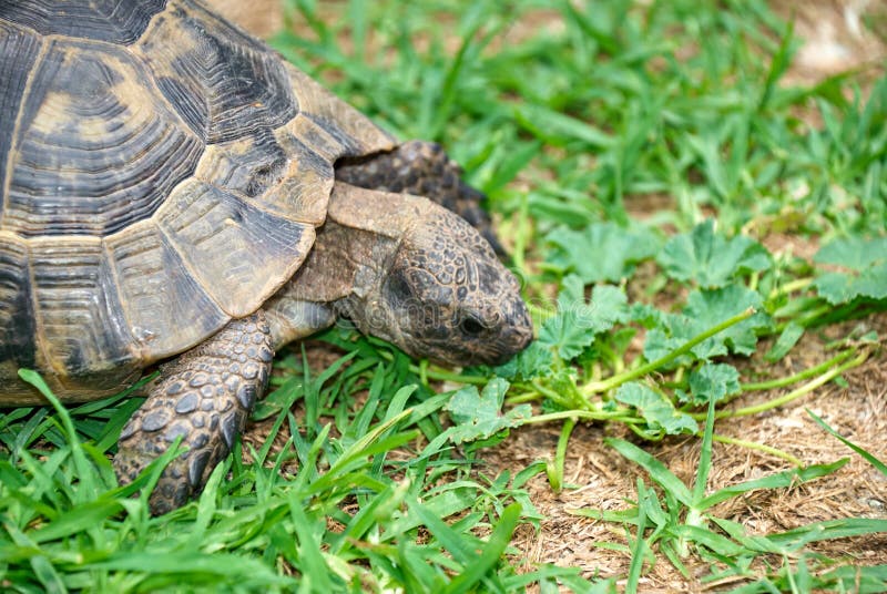 Turtle eating green grass stock photo. Image of outdoor - 94251344