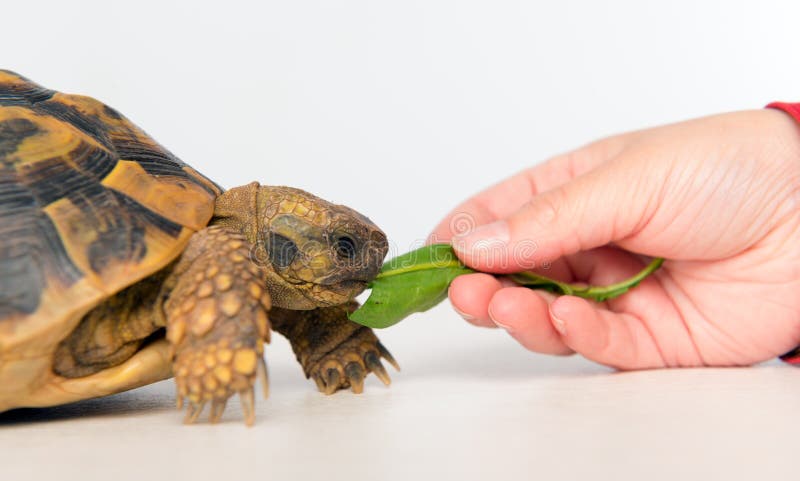 Tortoise Feeding on Greens for Lunch Stock Image - Image of animal ...