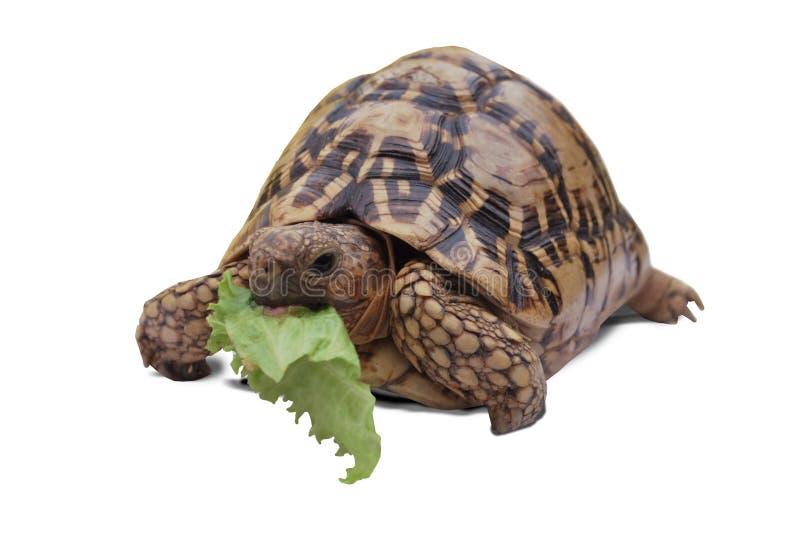 Baby Turtle Eating Lettuce