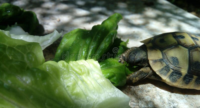 Turtle Eating Lettuce Leaves with a Shadow of Leaves on the Floor Stock ...