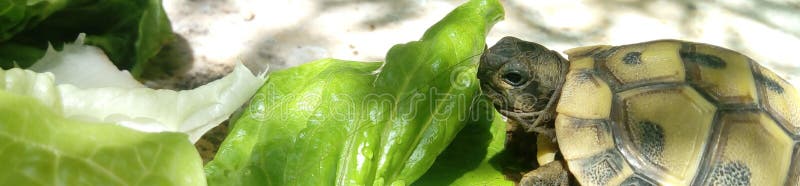 Turtle Eating Lettuce Leaves with a Shadow of Leaves on the Floor Stock ...