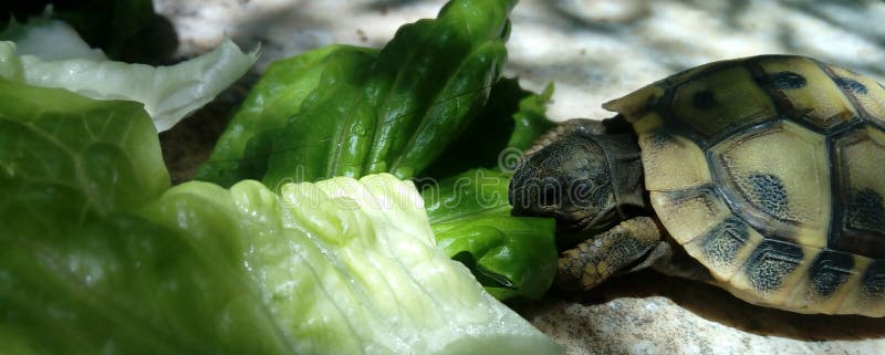 Turtle Eating Lettuce Leaves with a Shadow of Leaves on the Floor Stock ...