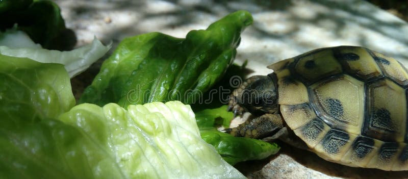 Turtle Eating Lettuce Leaves with a Shadow of Leaves on the Floor Stock ...