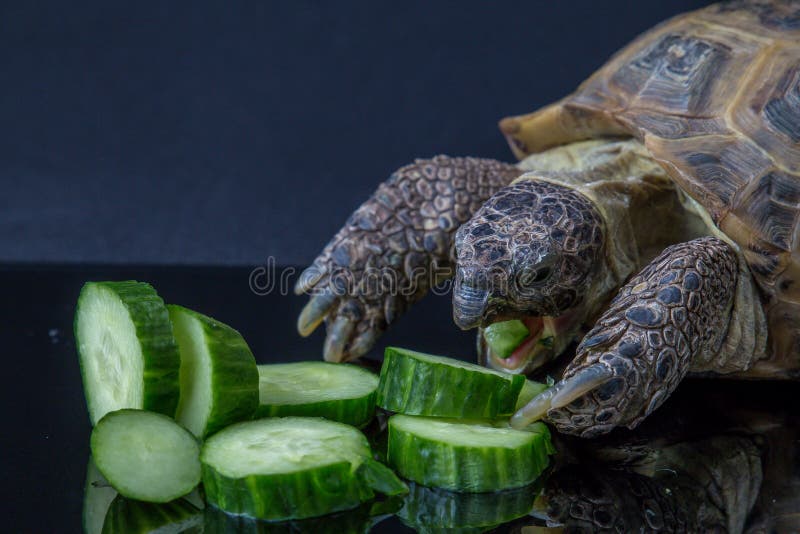 Turtle Eating Pile of Cucumbers Stock Image - Image of shell, hermanns: 91030737