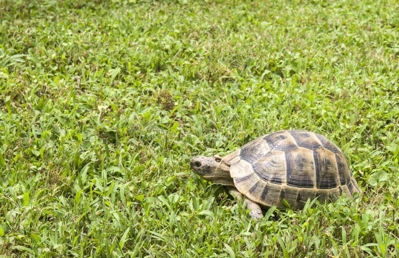 Turtle Eating and Walking on Green Grass Stock Image - Image of peeping ...