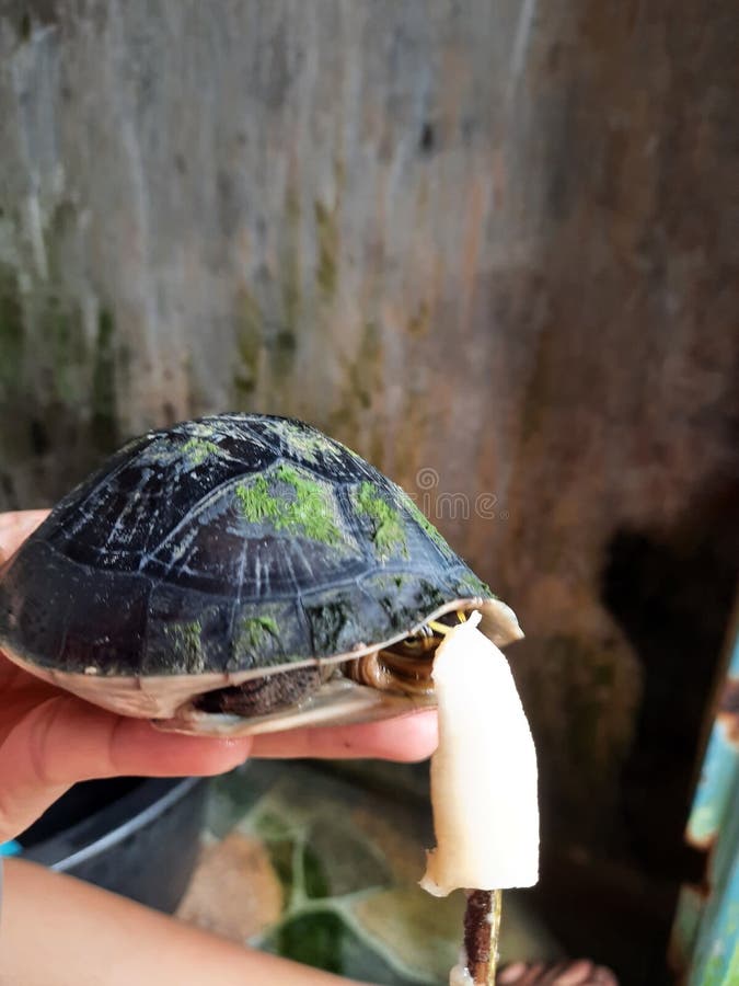 The Turtle Eats a Banana in Morning Stock Image - Image of banana, eats ...