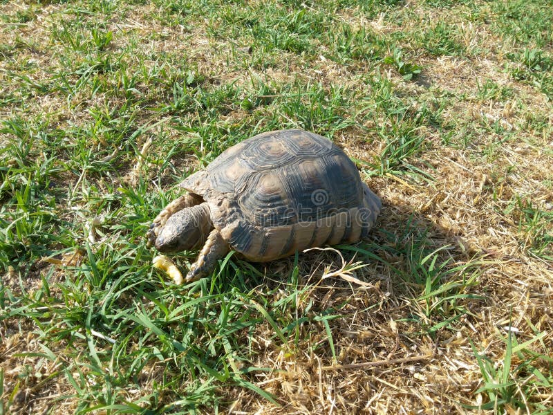 A Turtle Eats in a Grassy Field Under the Sun Stock Image - Image of ...