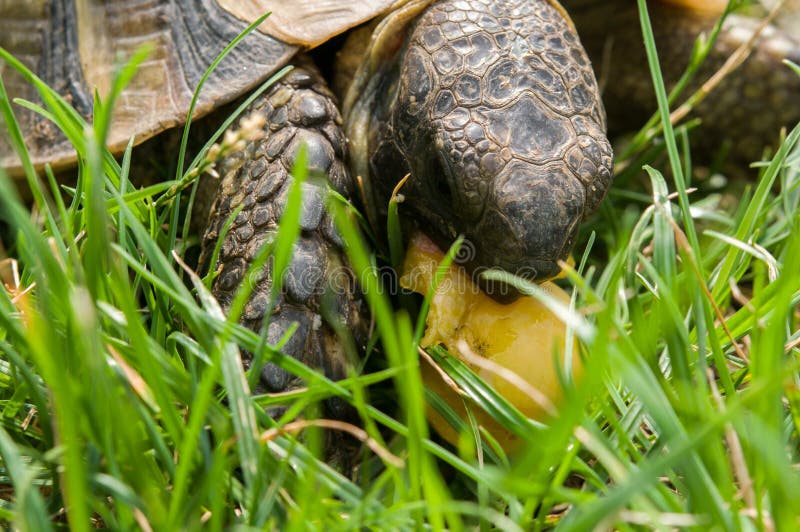 Turtle eats green grass stock photo. Image of protective - 57597612