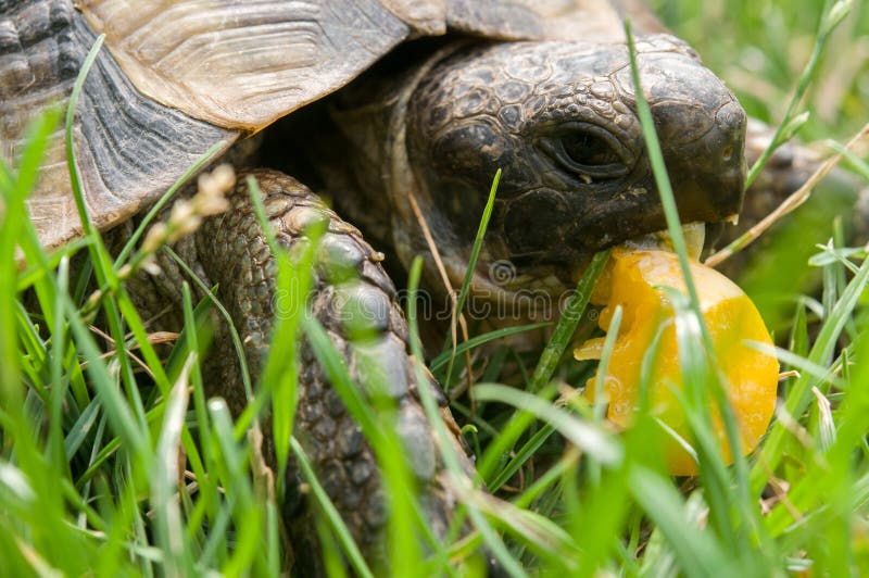 Turtle eats green grass stock image. Image of threatened - 57597619