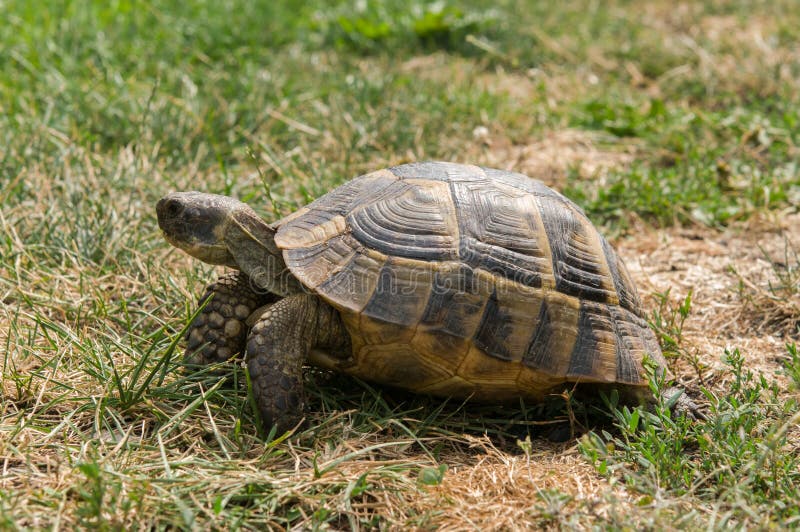 Turtle eats green grass stock image. Image of dandelion - 57597727