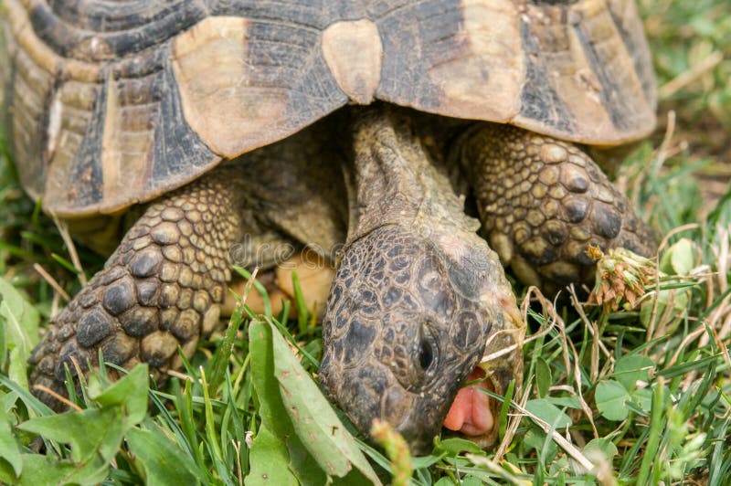 Turtle eats green grass stock image. Image of tortoise - 57597733