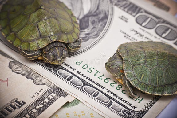 Turtle economy stock photo. Image of financial, guarder - 27315680