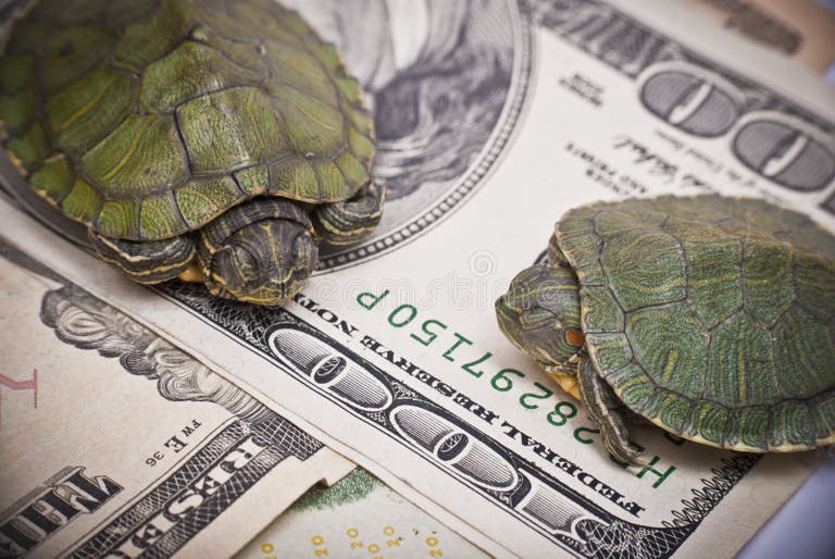 Turtle economy stock photo. Image of financial, guarder - 27315680