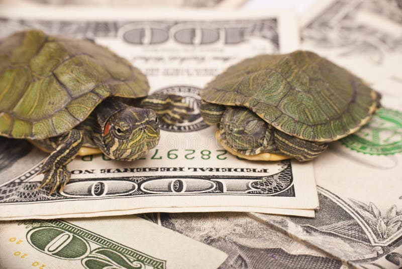 Turtle economy stock photo. Image of financial, bill - 27348218
