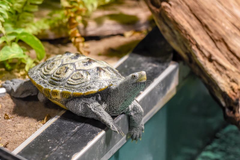 Turtle on the edge. stock image. Image of calm, reptile - 80684975