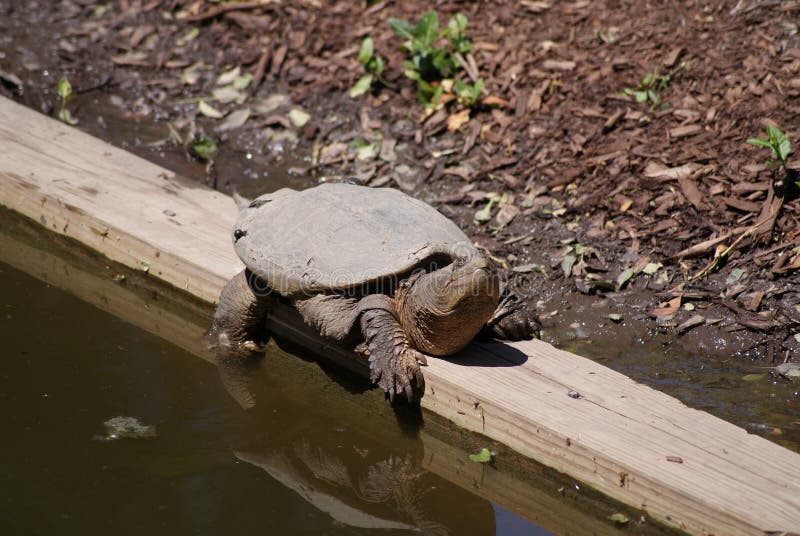 Turtle on the Edge stock image. Image of large, lakeside - 93584499