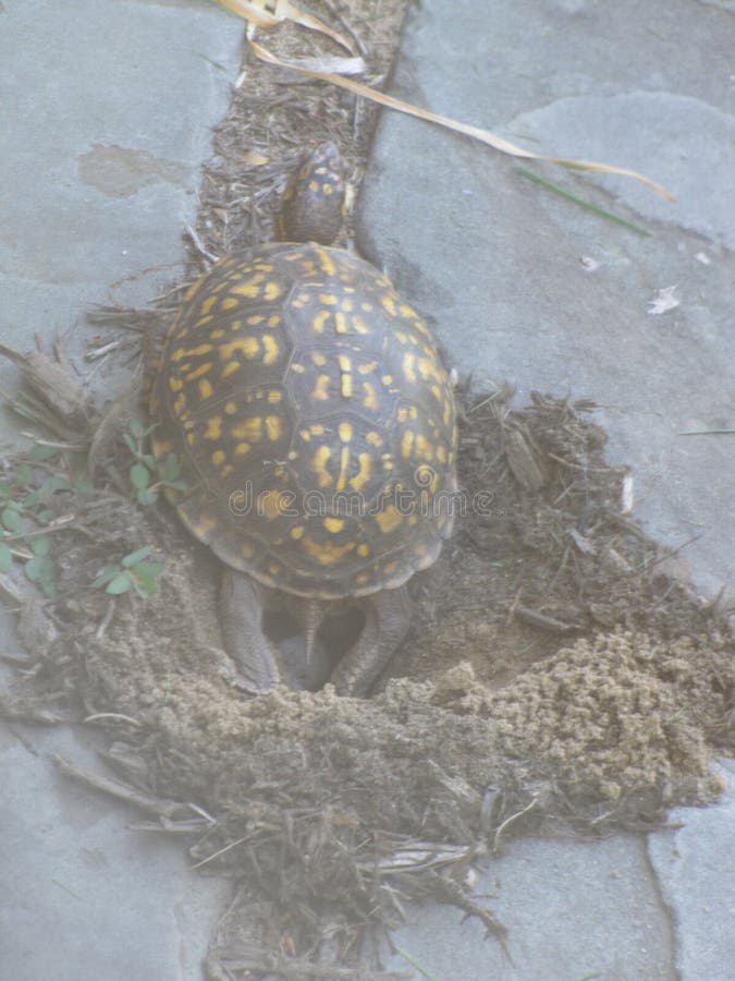 Turtle eggs stock image. Image of flight, seagull, shore - 83404523