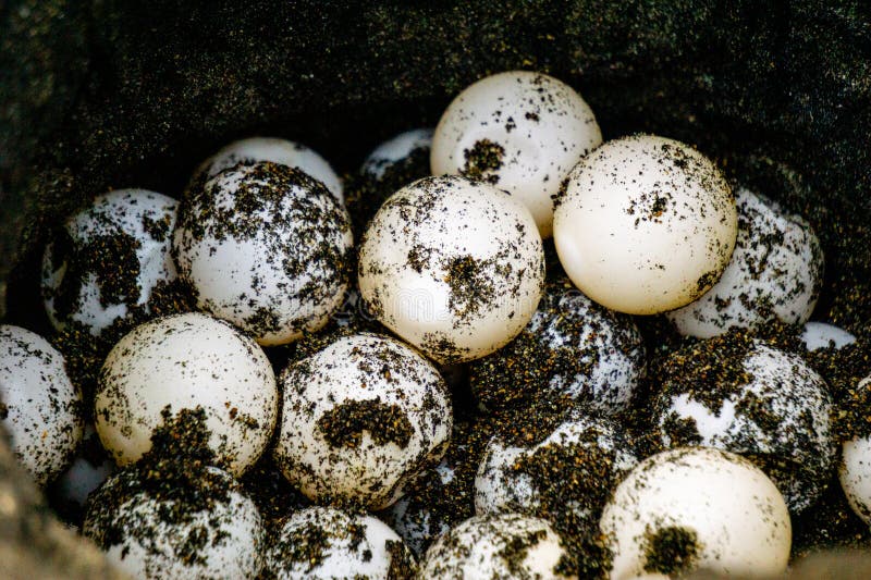 Turtle Eggs in the Nest. Turtles Usually Make Nests in the Ground Stock ...