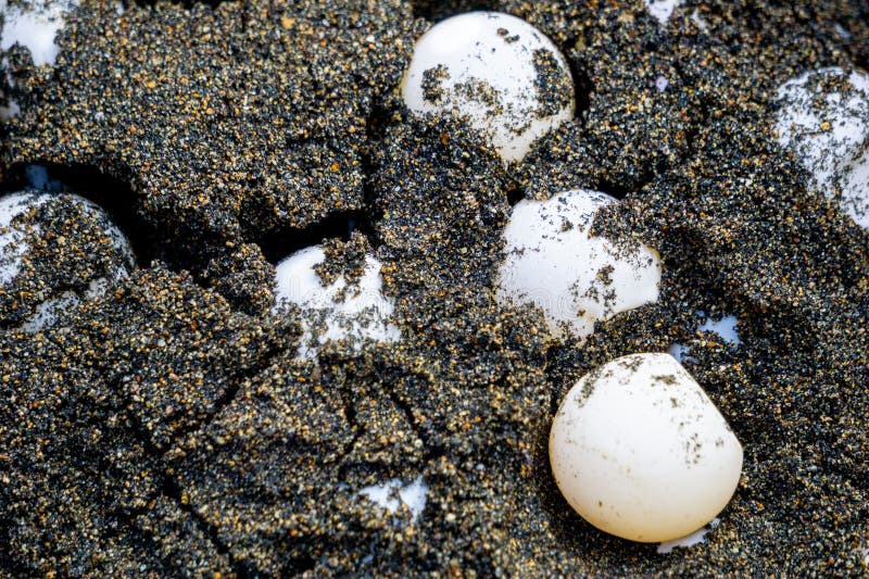 Turtle Eggs in the Nest. Turtles Usually Make Nests in the Ground Stock ...