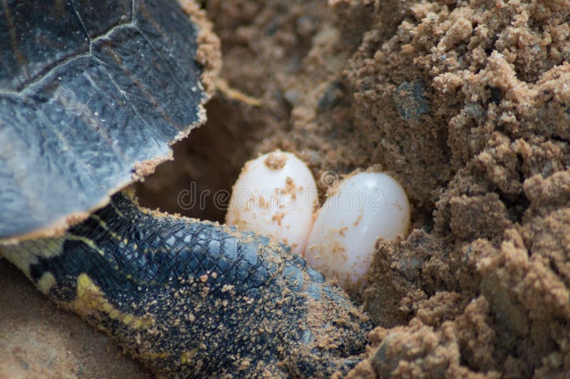 Turtle Eggs in Hollowed Out Nest Stock Photo - Image of reptile ...