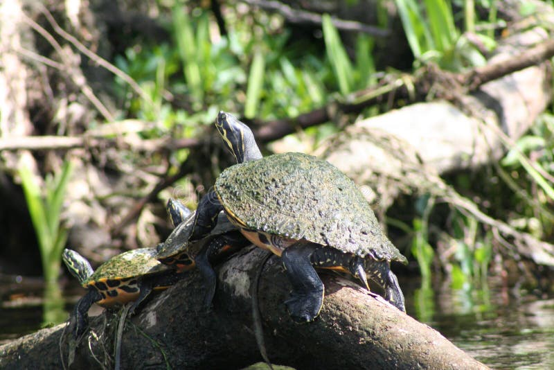 Turtle, Emydidae, Reptile, Terrestrial Animal Picture. Image: 116790106