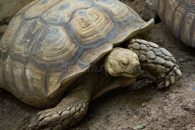 Turtle stock image. Image of nature, motion, endangered - 40548359