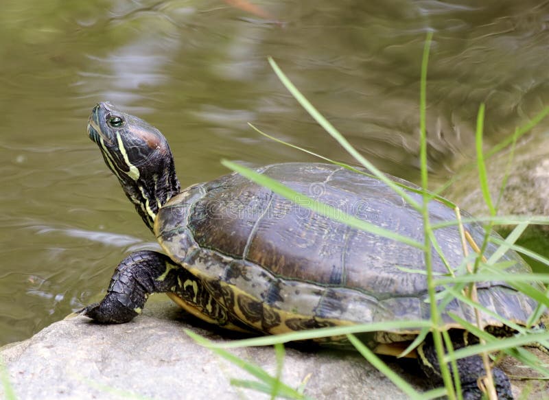 A Turtle Enjoying Basking in the Sun on a Rock Stock Image - Image of ...
