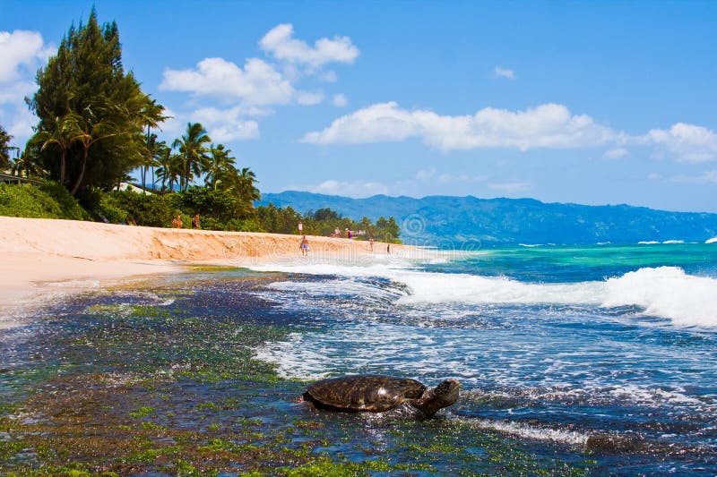 Turtle Enjoying the Sunshine in the Beach in Oahu,Hawaii Stock Photo ...