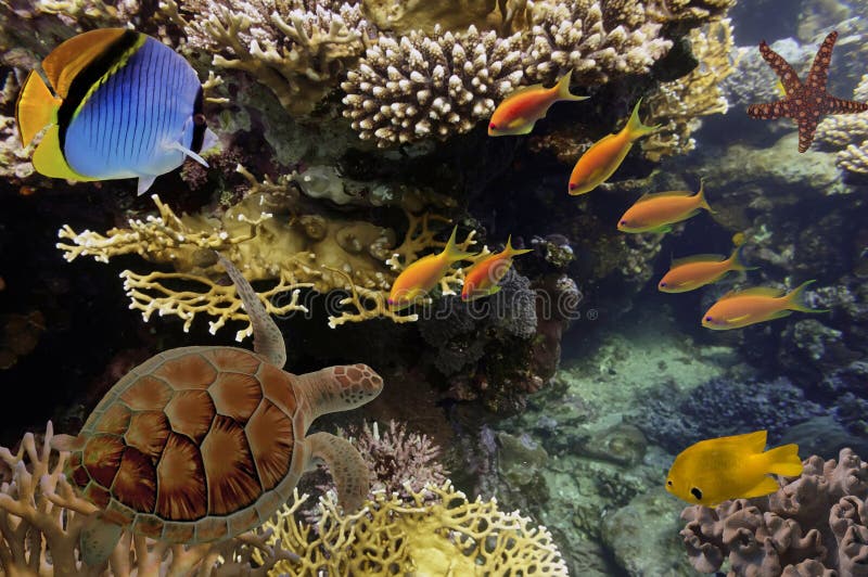 Turtle - Eretmochelys Imbricata Floats Under Water. Red Sea, Egy Stock ...