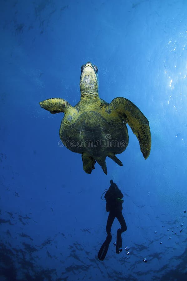 Turtle Escapes from a Scuba Diver Stock Image - Image of dive, dahab ...