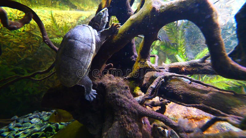 Turtle Exploring a Submerged Tree Root in Its Aquatic Habitat, Blending Seamlessly with Nature ...