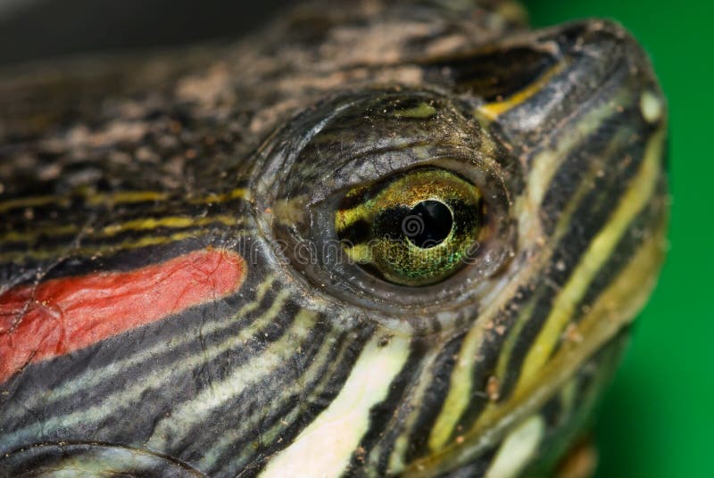 Turtle Eye stock photo. Image of species, turtle, chelonia - 35492752