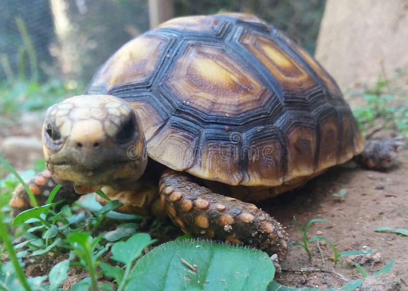 Turtle face stock photo. Image of turtle, face, full - 85584950