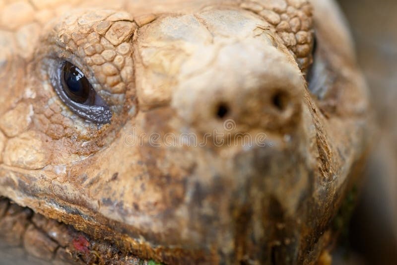 Turtle Face stock image. Image of head, wildlife, face - 21443201