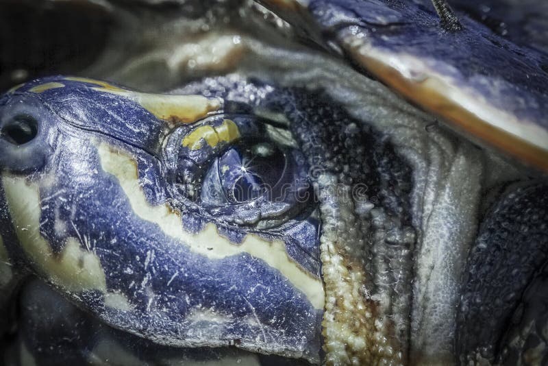 Turtle Face with Eye Side Close Up Image Stock Image - Image of ...