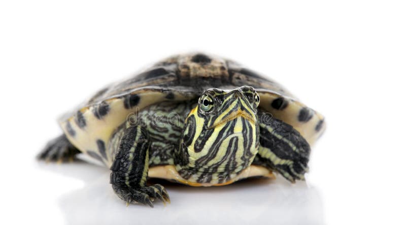 Turtle Facing the Camera - Acanthochelys Stock Image - Image of concept ...