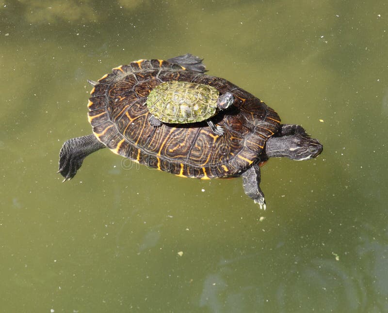 Turtle family stock image. Image of young, reptile, color - 26667471