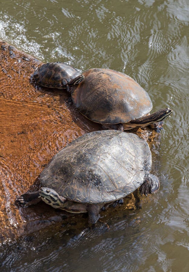 Turtle Family stock image. Image of unifilis, virgin - 36484681