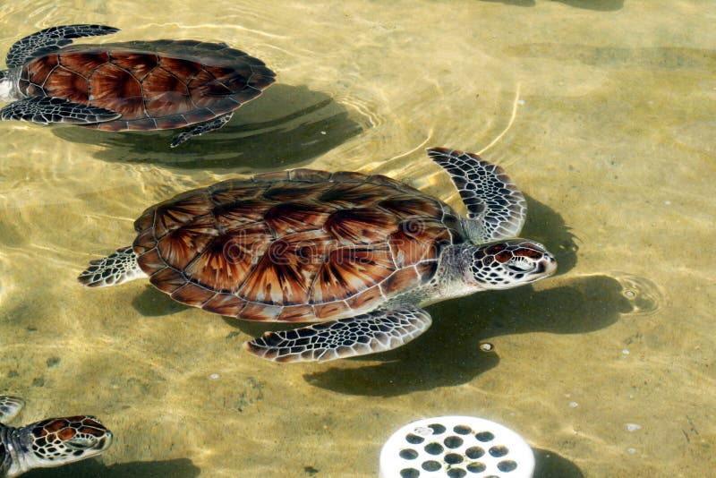 Turtle farm stock photo. Image of factory, young, food - 24422924