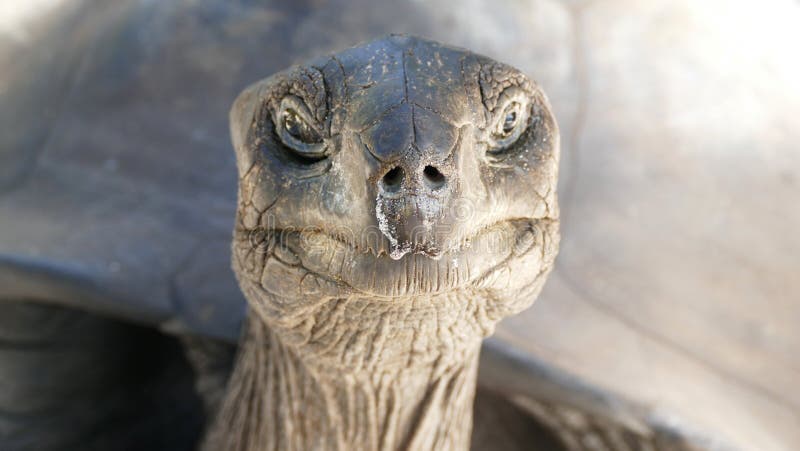 Turtle, Fauna, Terrestrial Animal, Beak Picture. Image: 109023012