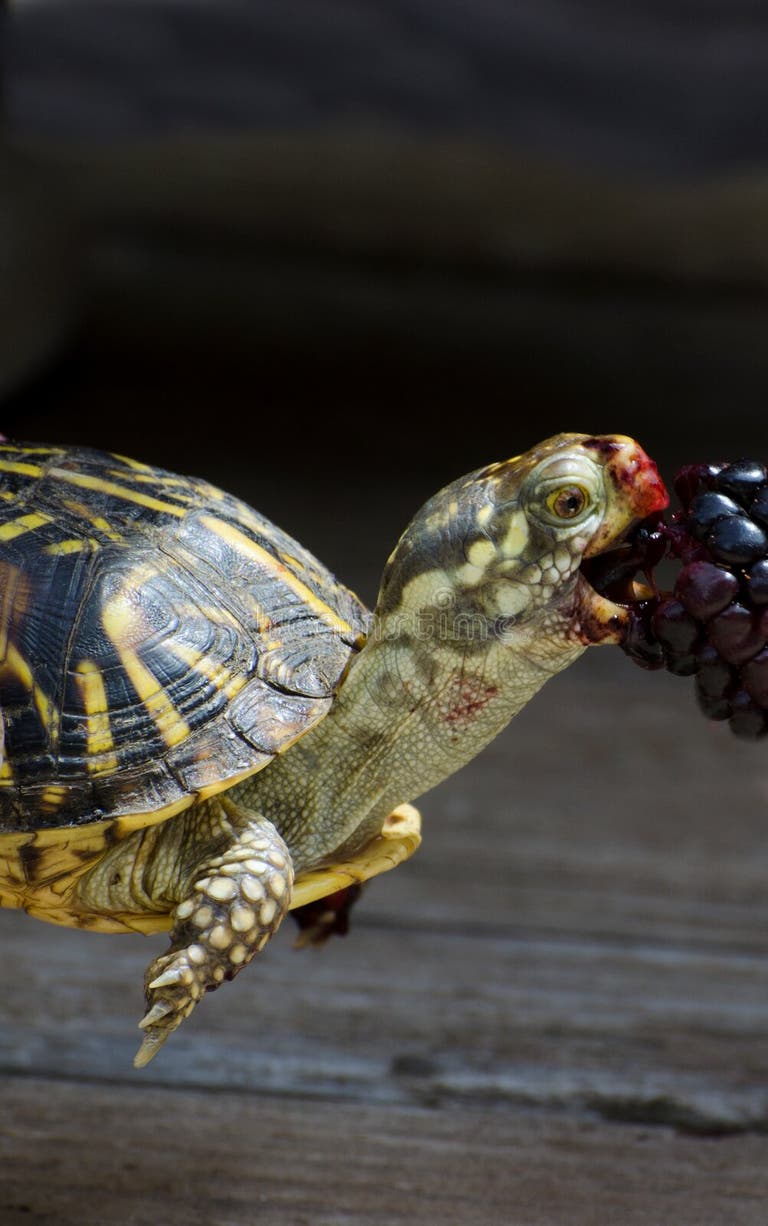 1,729 Turtle Eating Food Stock Photos - Free & Royalty-Free Stock ...