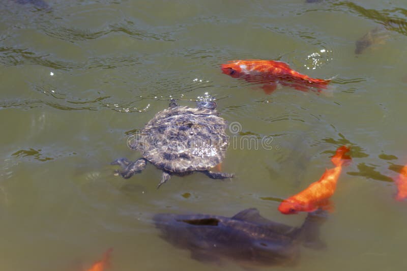 Turtle and Fish Swimming Together in a Lake. Stock Photo - Image of ...