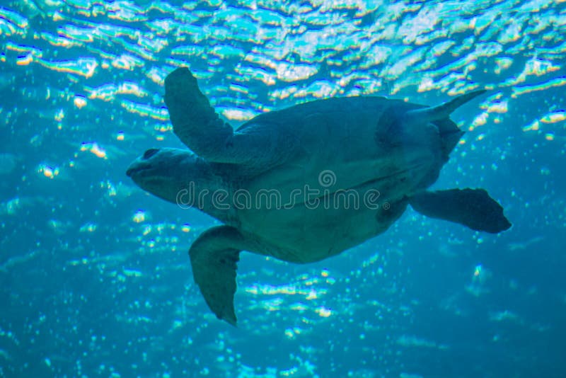 The turtle flight stock photo. Image of jellyfishes - 172142650