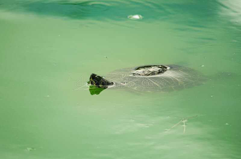Turtle Floating Peacefully in a Green Pond, Background Stock Photo ...