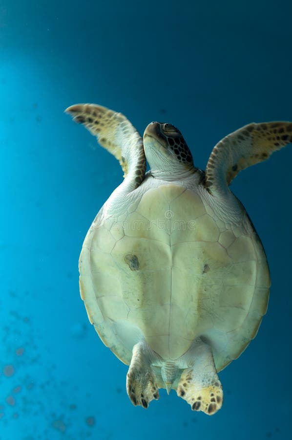 Turtle stock photo. Image of blue, turtle, floating, caribbean - 66045622