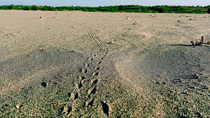 Turtle Footprints on the Desert Sand Stock Image - Image of grass ...