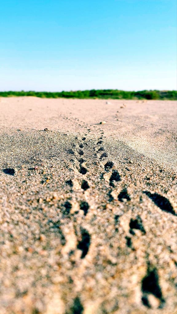 Turtle Footprints on the Desert Sand Stock Photo - Image of desert ...