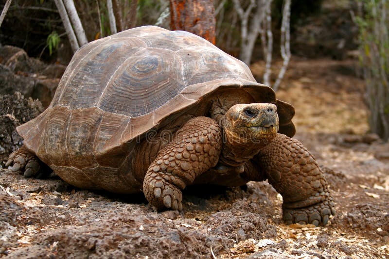 A turtle in the forest stock photo. Image of forest, isolated - 11870818