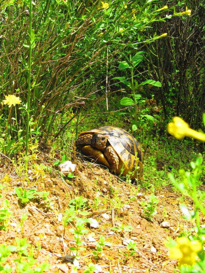 Turtle in the forest stock image. Image of vegetation - 43202169